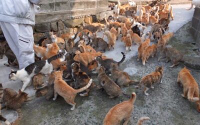 20 zanimljivosti o Japanu i Japancima - Factum List